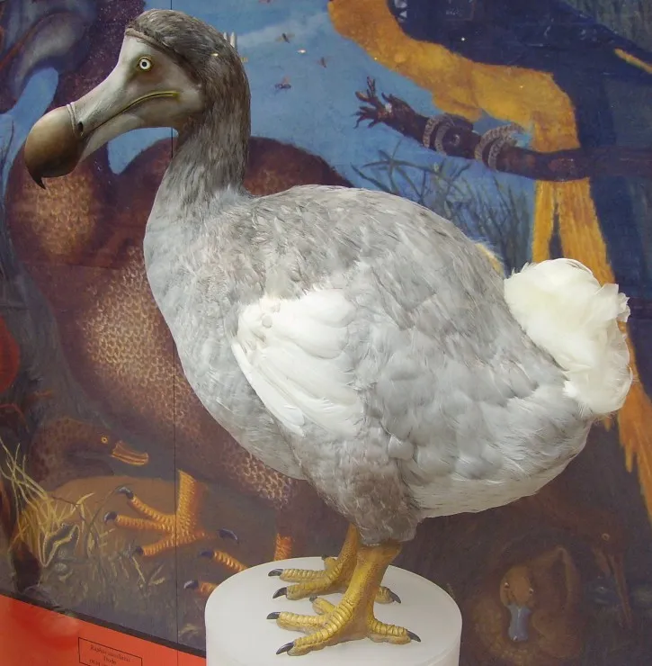Ballista - Dodo Reconstruction (Raphus cucullatus) - Grafika - 1…